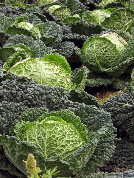 Semillas de col, colinabo & coliflor