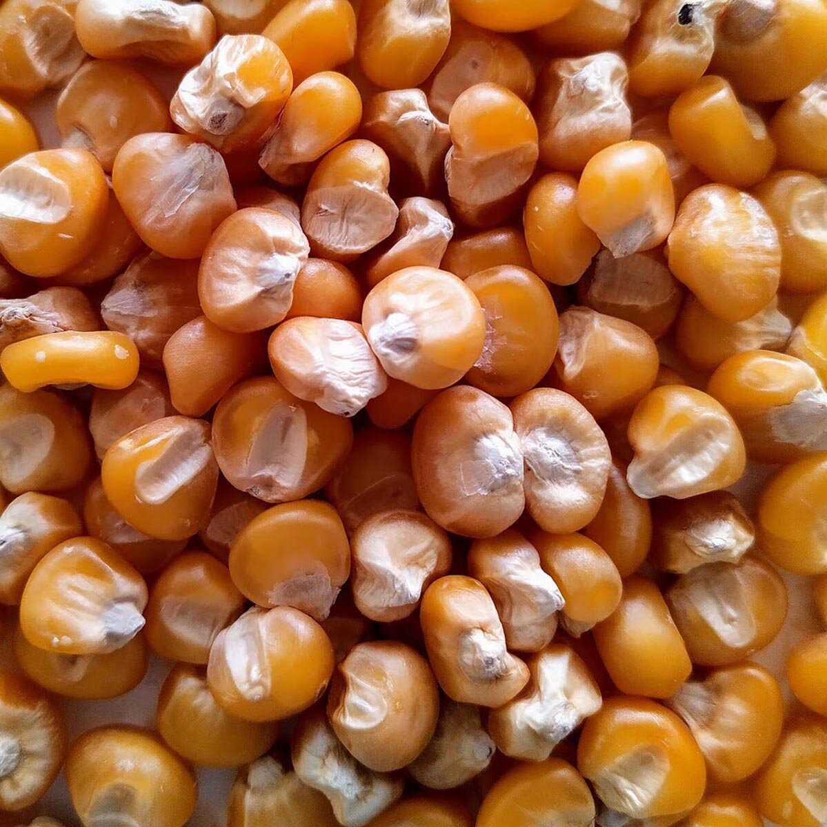 Maíz 'Badischer Landmais' (Zea mays) semillas