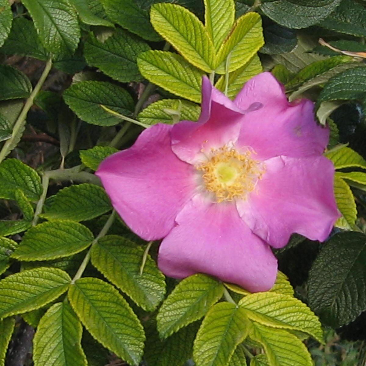 Rosa rugosa/ Rosa japonesa (Rosa rugosa) semillas