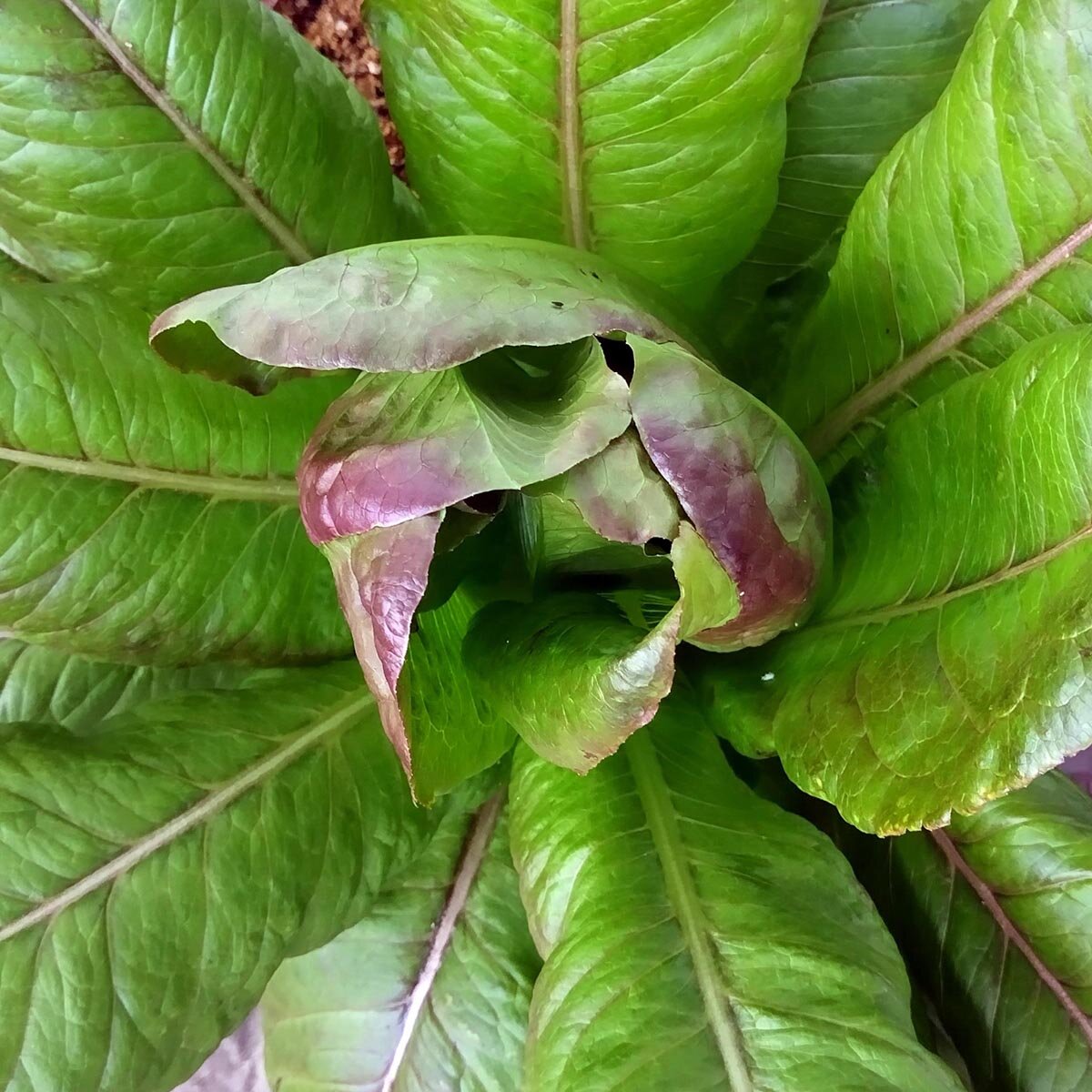 Lechuga romana 'Romaine Red Cos' (Lactuca sativa) orgánica - aprox. 80 ...