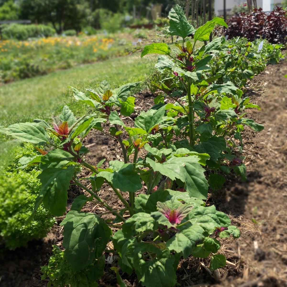 Quelite gigante "Magenta Spreen" (Chenopodium giganteum) orgánico semillas