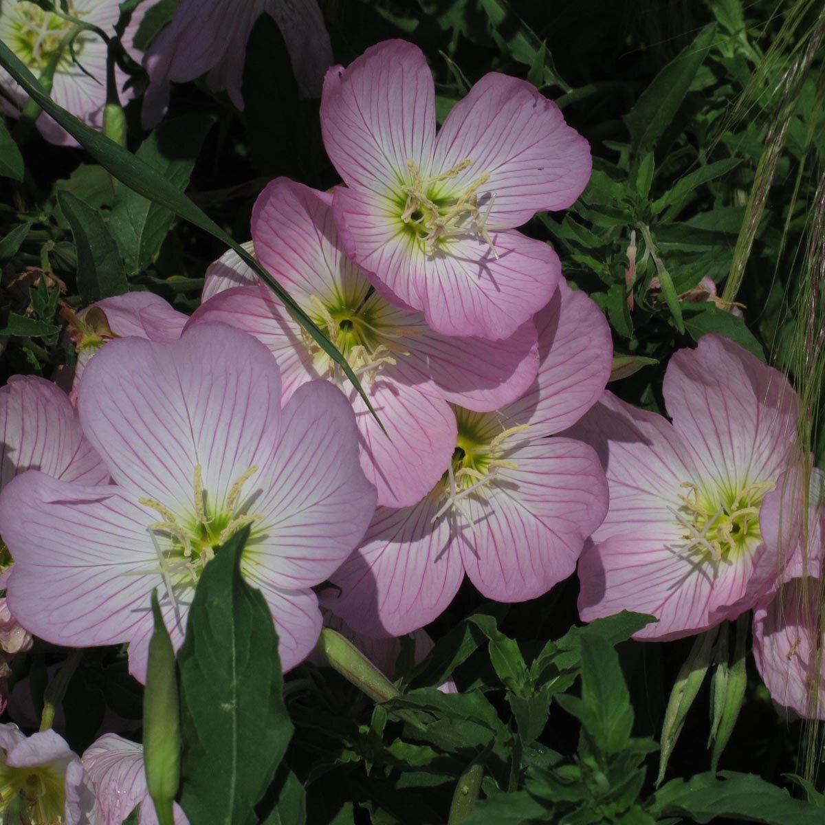 Onagra rosada (Oenothera speciosa) semillas
