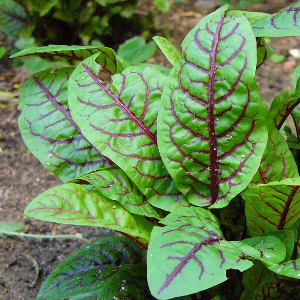 Acedera/ romaza roja (Rumex sanguineus) semillas