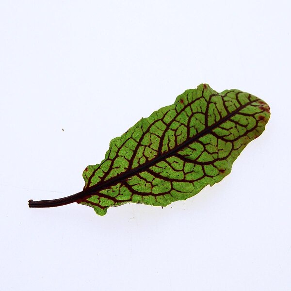 Acedera/ romaza roja (Rumex sanguineus) semillas