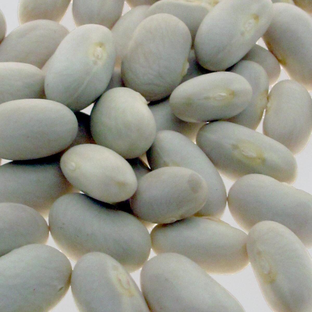Judía verde enana 'Pfaelzer Juni' (Phaseolus vulgaris) semillas