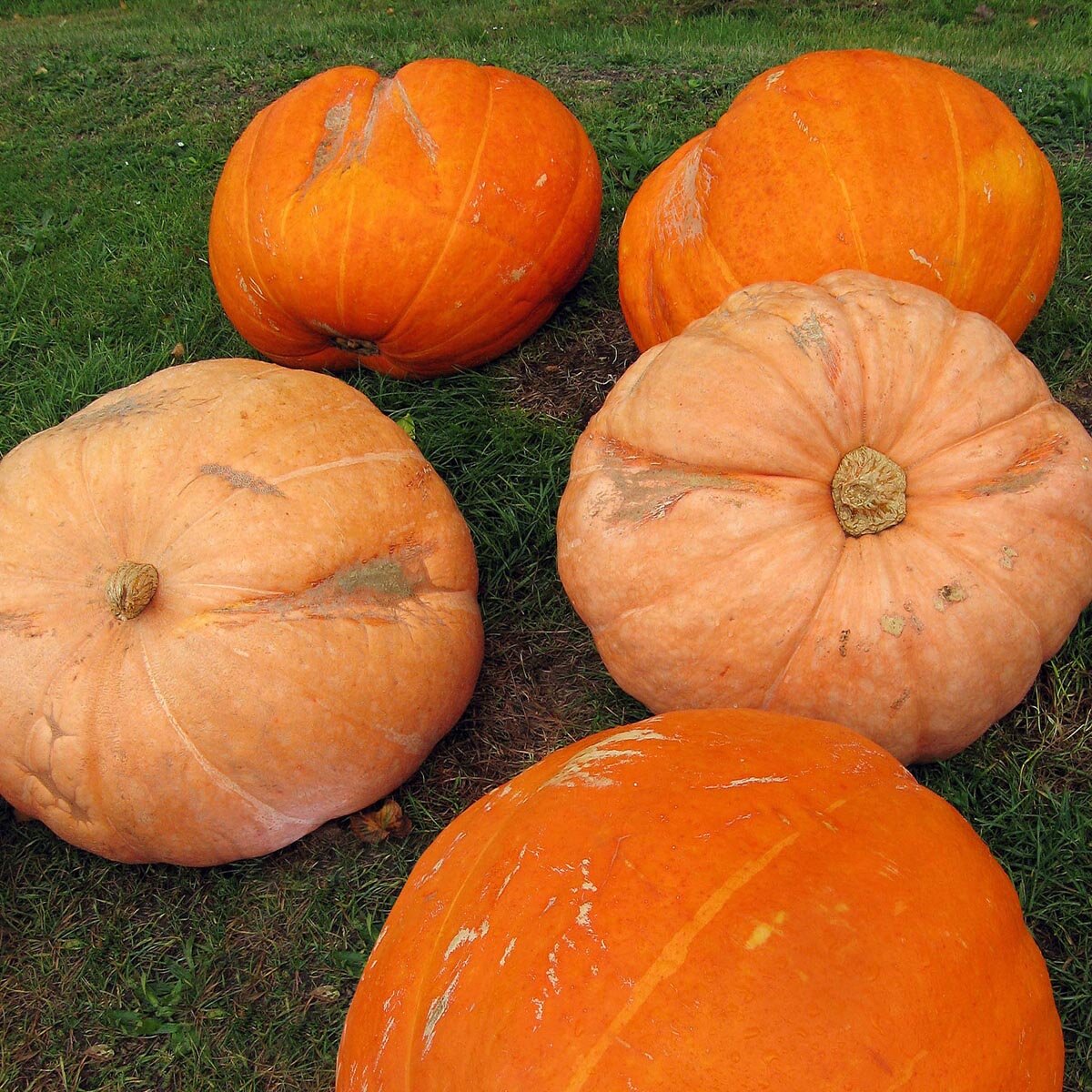 Calabaza 'Gele Centenaar' (Cucurbita maxima) semillas