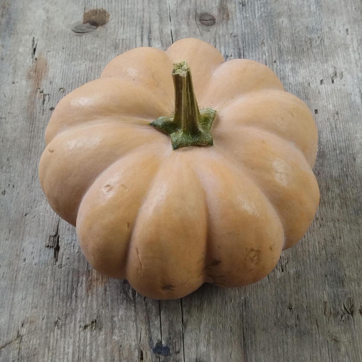 Calabaza moscada 'Musquée de Provence' (Cucurbita moschata) semillas