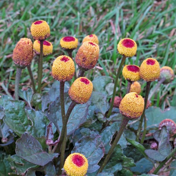 Jambú (Spilanthes oleracea) semillas
