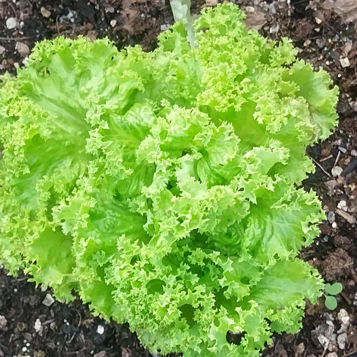 Lechuga de corte 'Lollo Bionda' (Lactuca sativa var. crispa) semillas