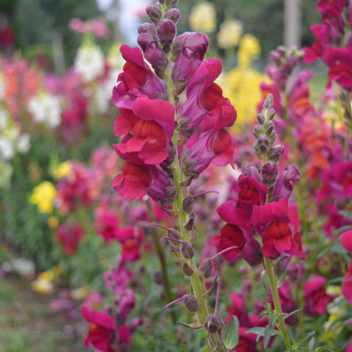 Boca de dragón (Antirrhinum majus) semillas
