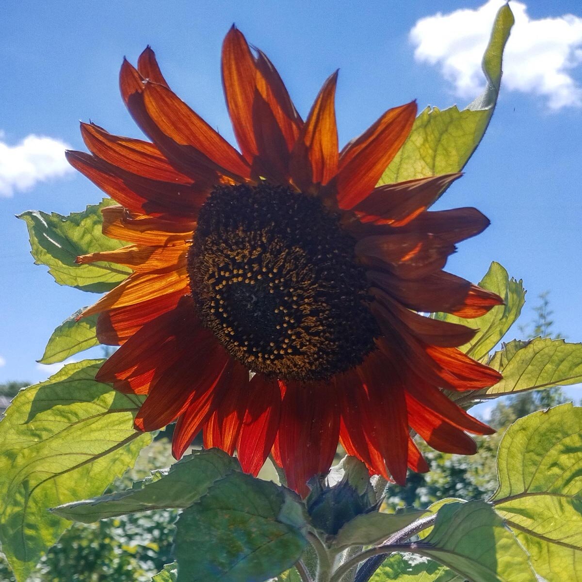 Girasol 'Autumn Beauty' (Helianthus annuus) semillas