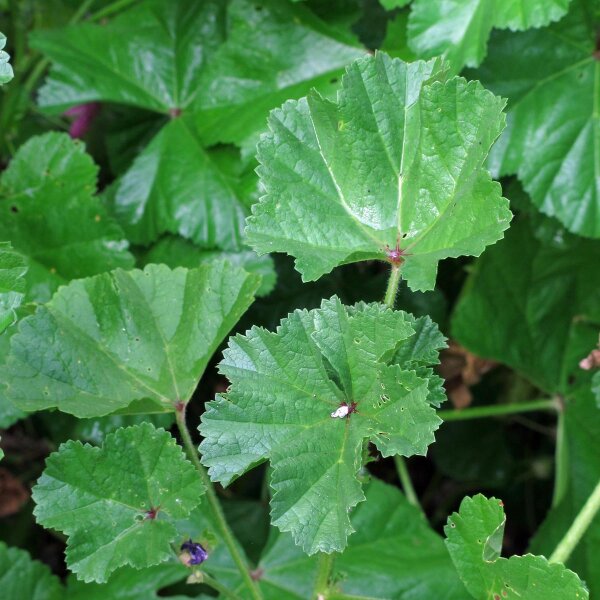 Malva de hoja redonda (Malva neglecta) Orgánica semillas