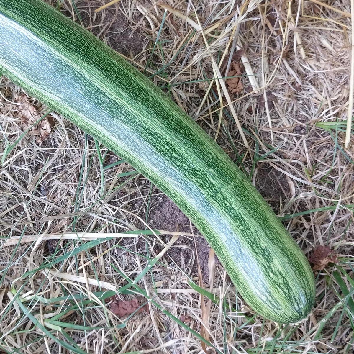 Calabacín Cocozelle (Cucurbita pepo) semillas