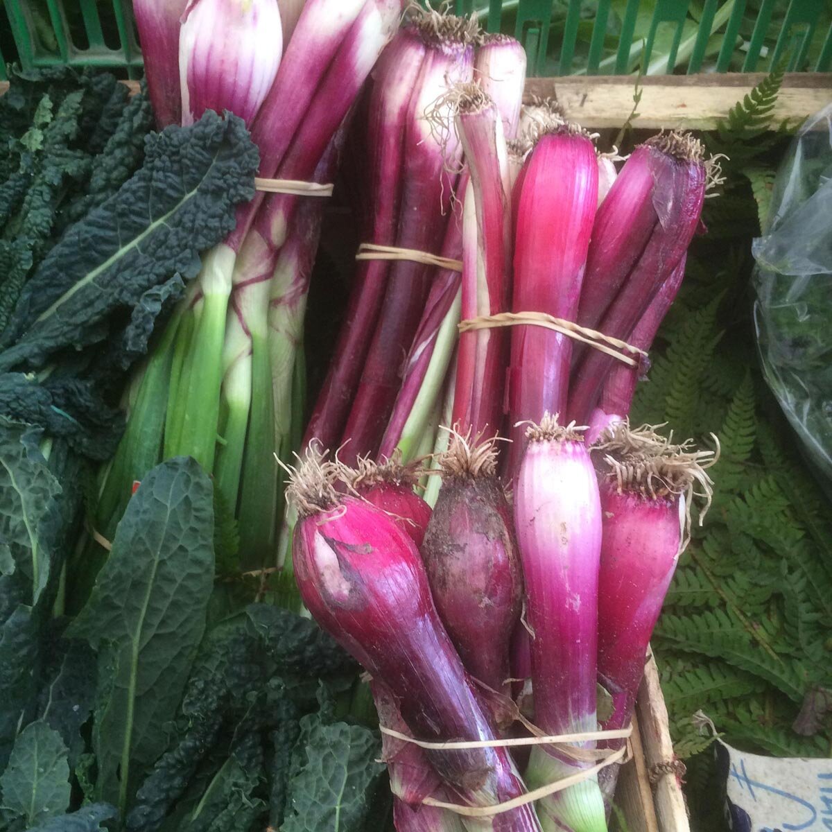 Cebolleta roja (Allium fistulosum) semillas