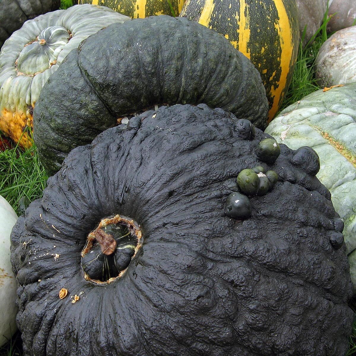 Calabaza 'Marina di Chioggia' (Cucurbita maxima) semillas