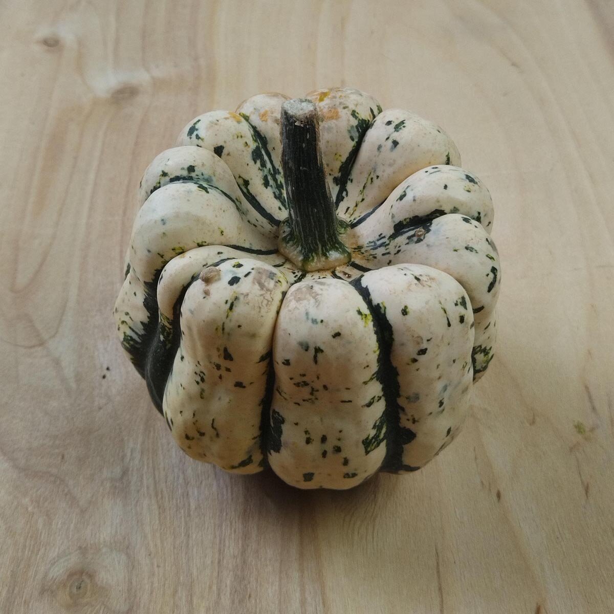 Calabaza dulce patidou 'Sweet Dumpling' (Cucurbita pepo) semillas