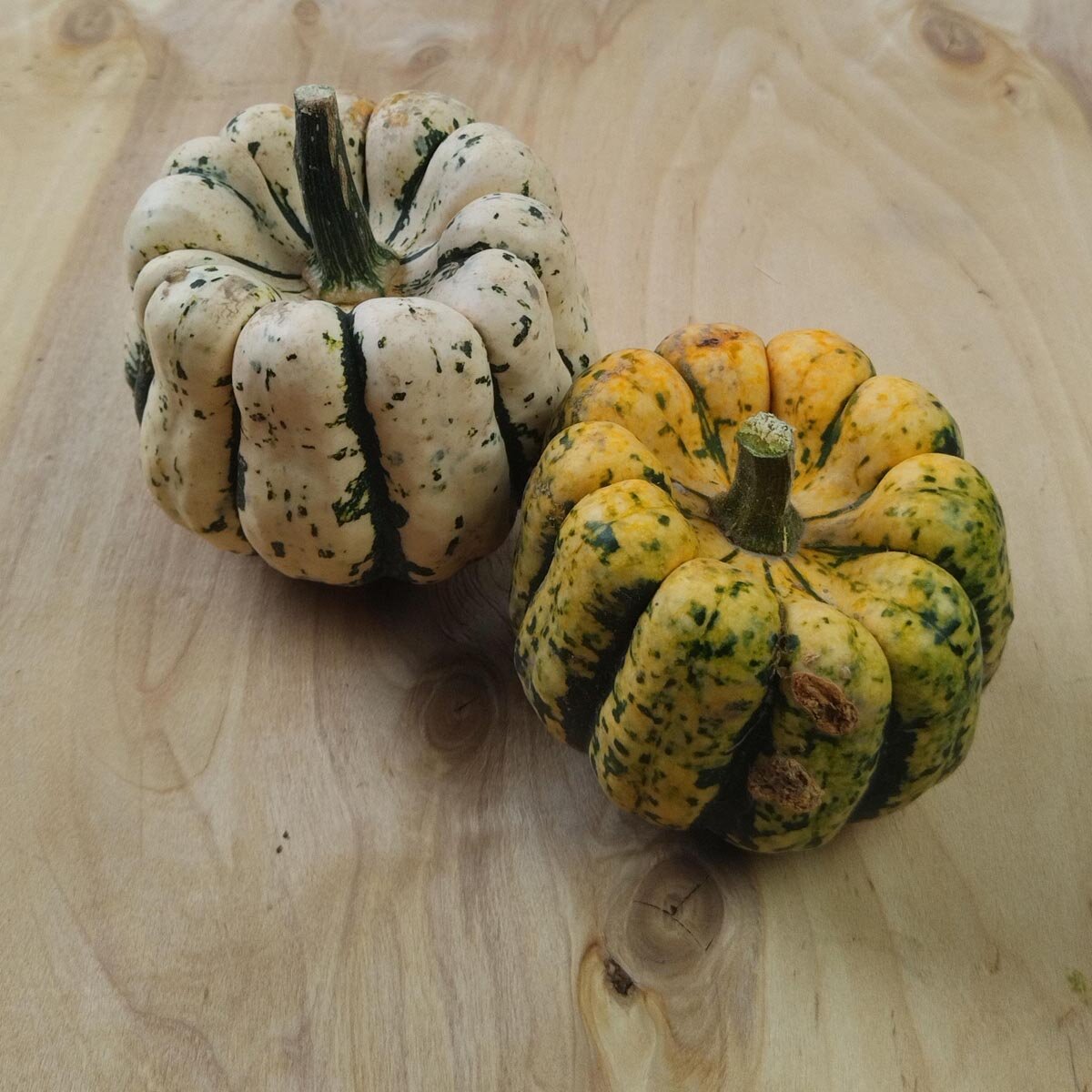 Calabaza dulce patidou 'Sweet Dumpling' (Cucurbita pepo) semillas