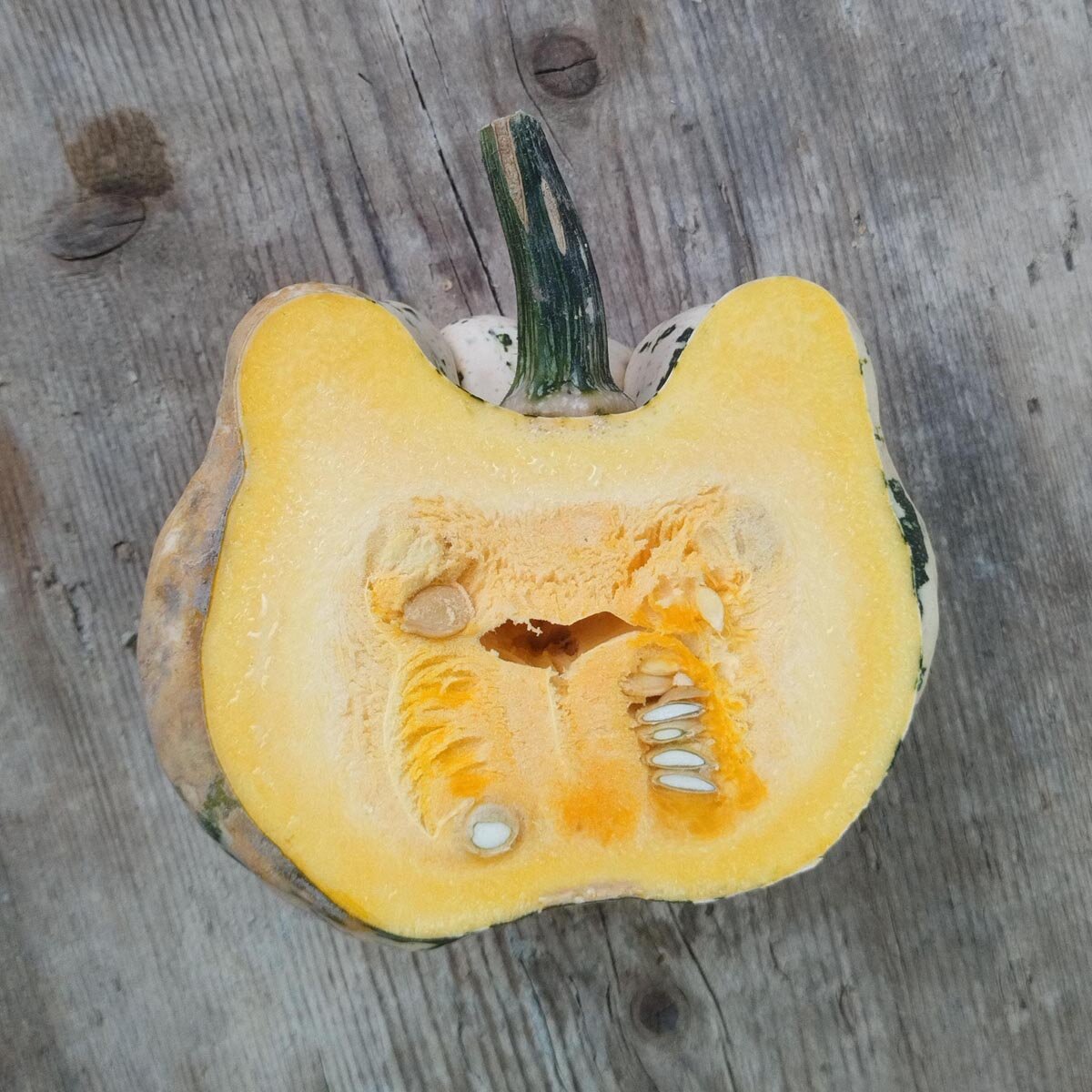 Calabaza dulce patidou 'Sweet Dumpling' (Cucurbita pepo) semillas