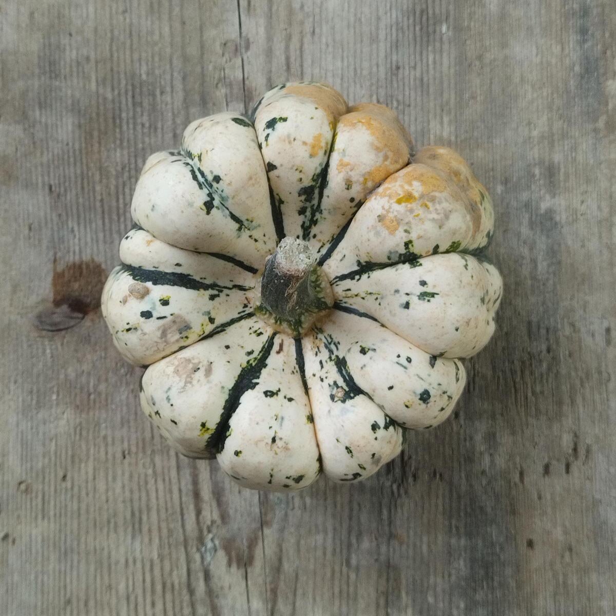 Calabaza dulce patidou 'Sweet Dumpling' (Cucurbita pepo) semillas