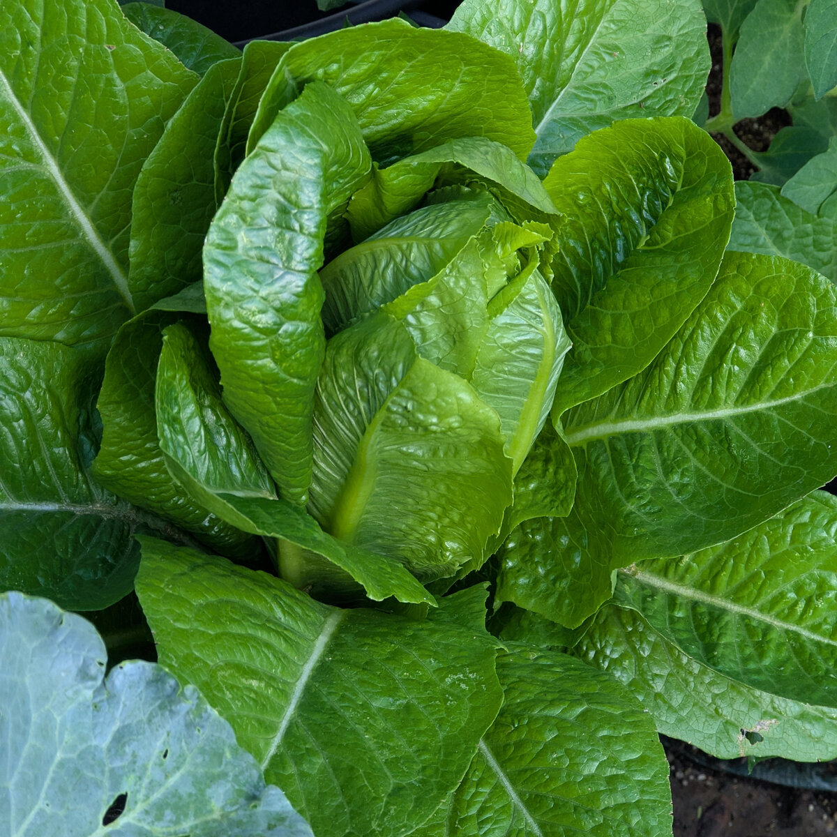 Lechuga cos mini 'Little Gem' (Lactuca sativa) semillas