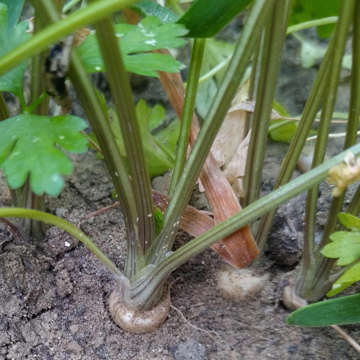 Raíz de perejil 'de Hamburgo' (Petroselinum crispum) semillas