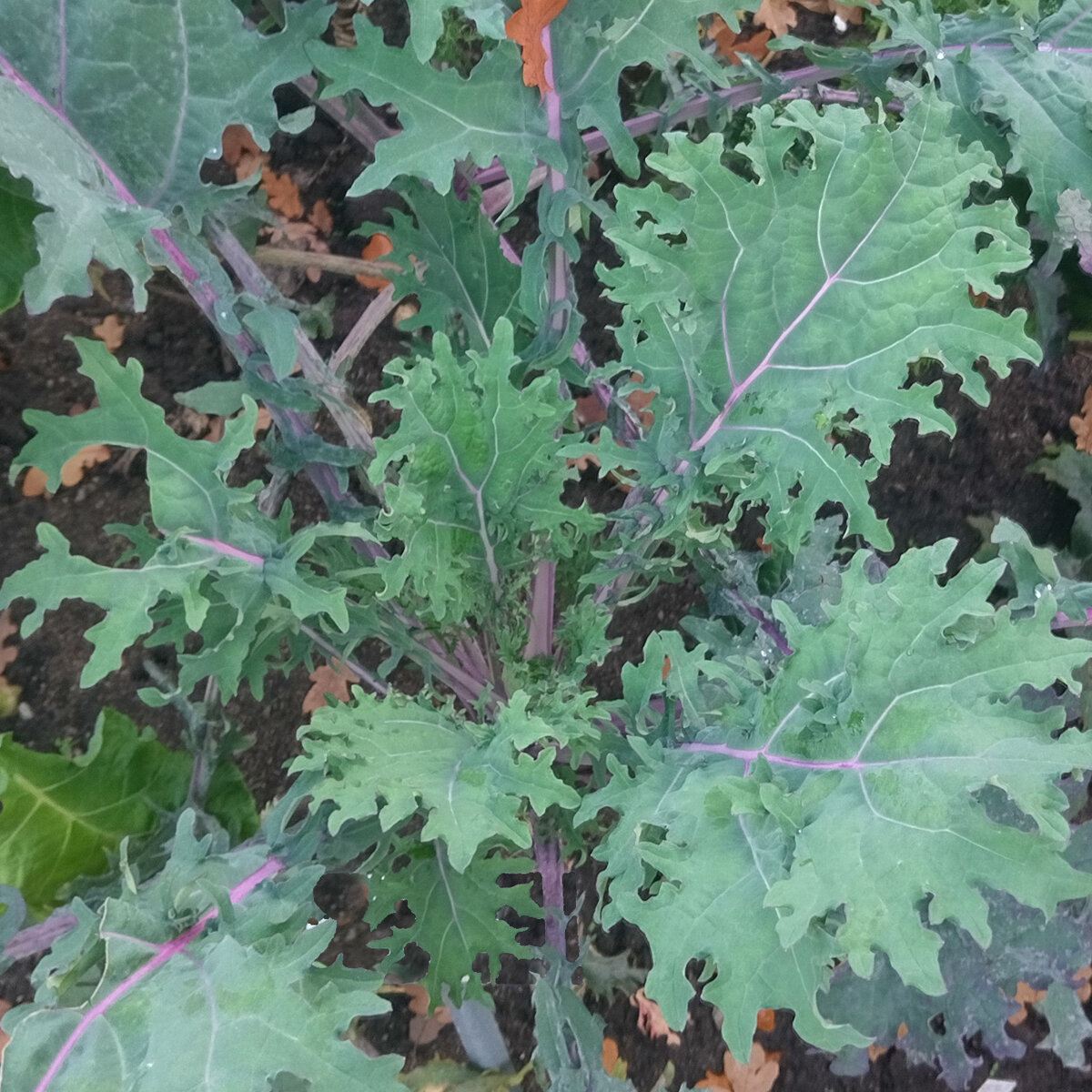 Col crespa 'Red Russian Kale' (Brassica napus var. pabularia) semillas
