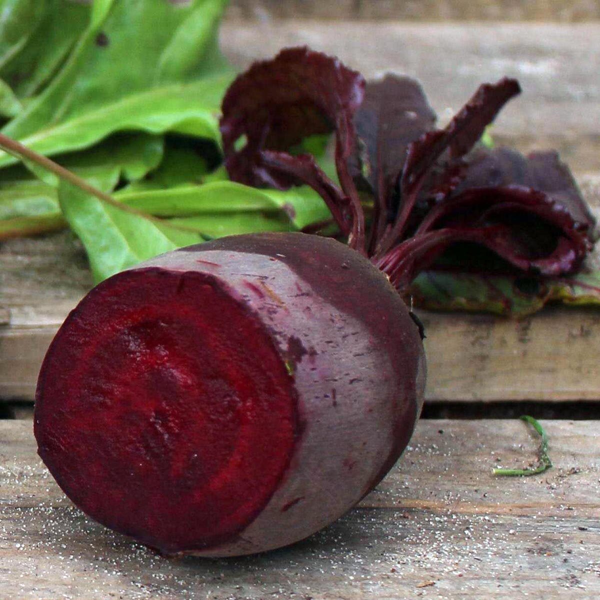 Remolacha roja 'Bull's Blood' (Beta vulgaris) semillas