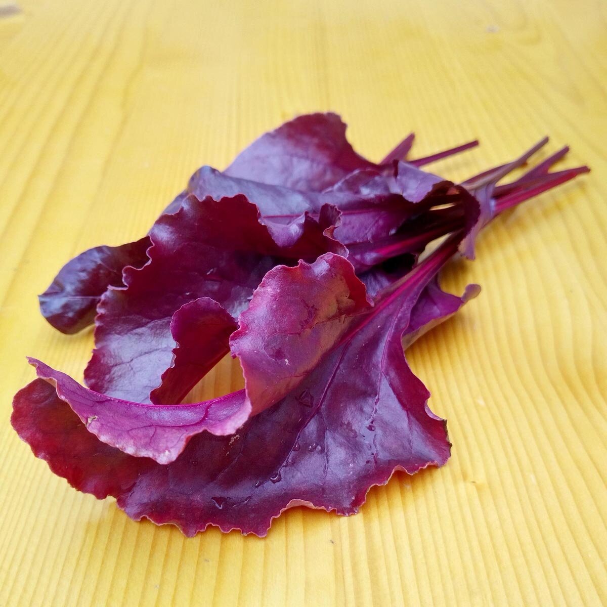 Remolacha roja 'Bull's Blood' (Beta vulgaris) semillas