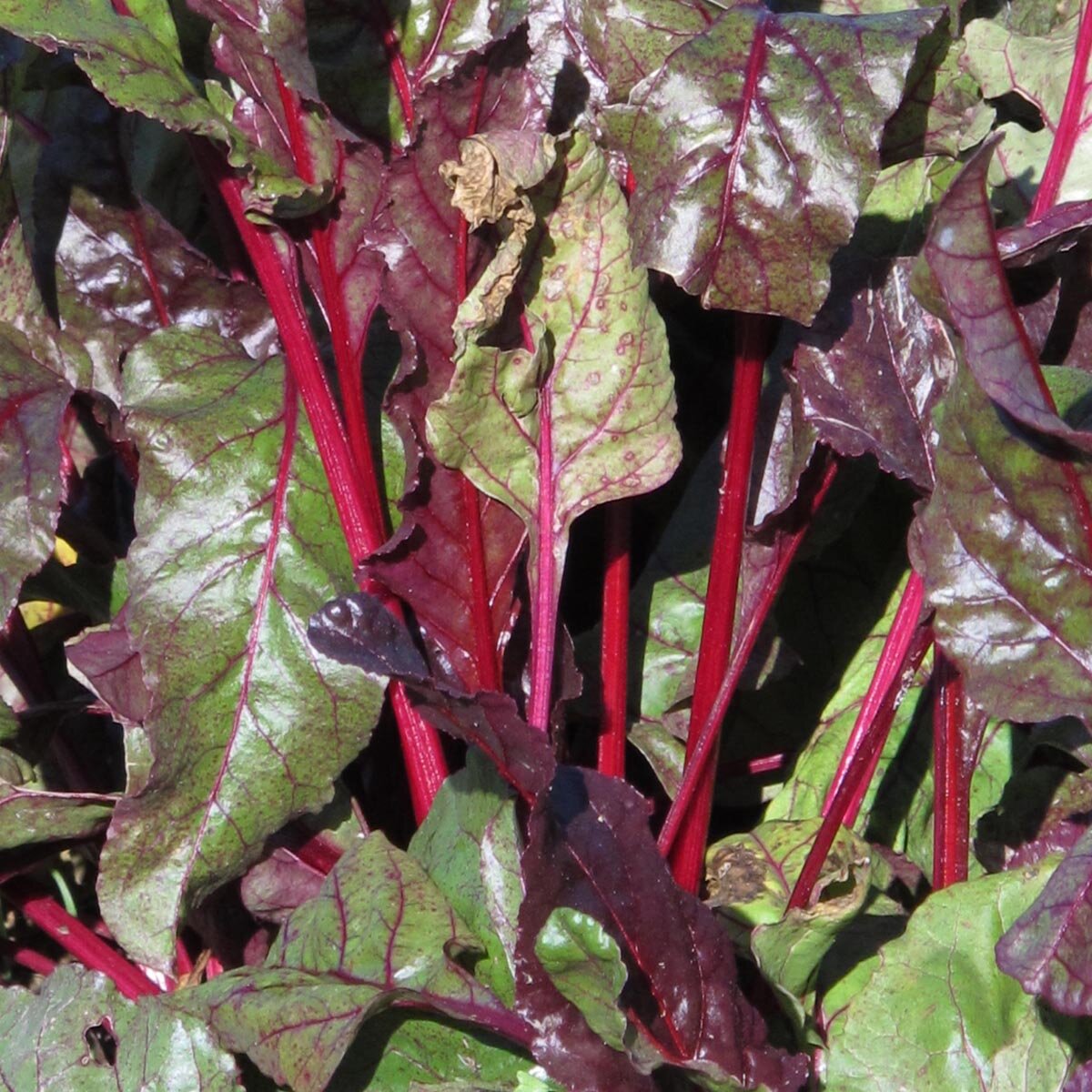 Remolacha roja 'Bull's Blood' (Beta vulgaris) semillas
