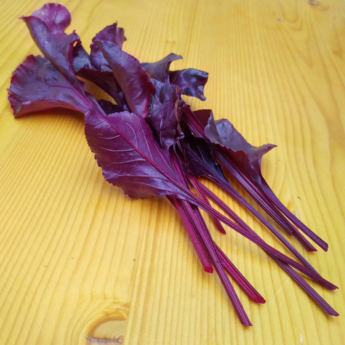 Remolacha roja 'Bull's Blood' (Beta vulgaris) semillas