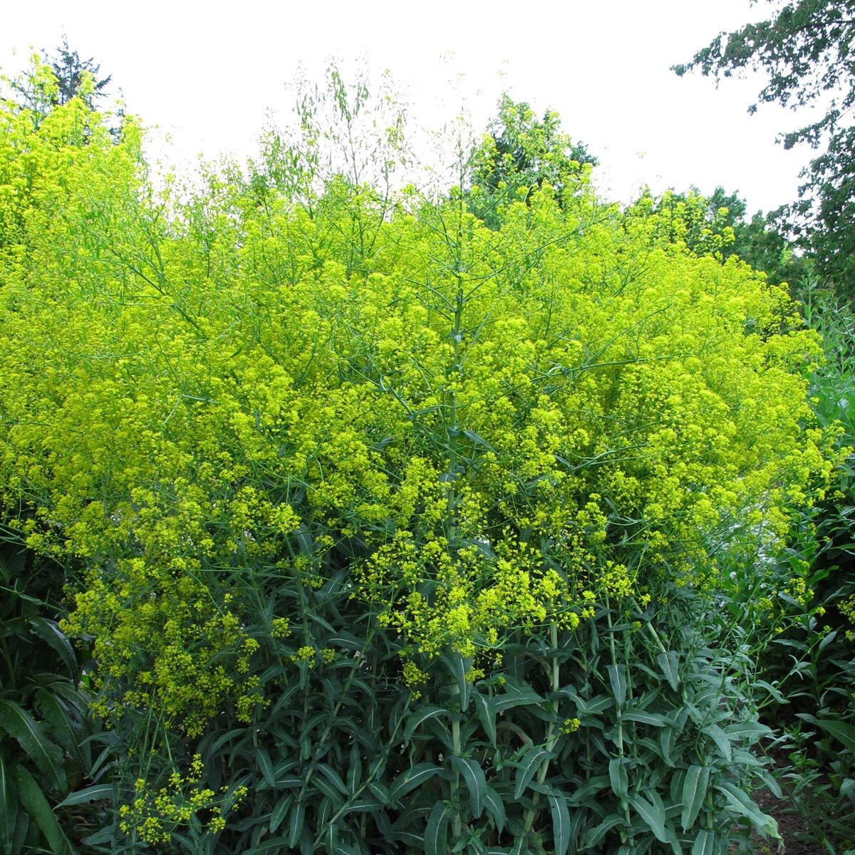 Hierba pastel / glasto (Isatis tinctoria) semillas