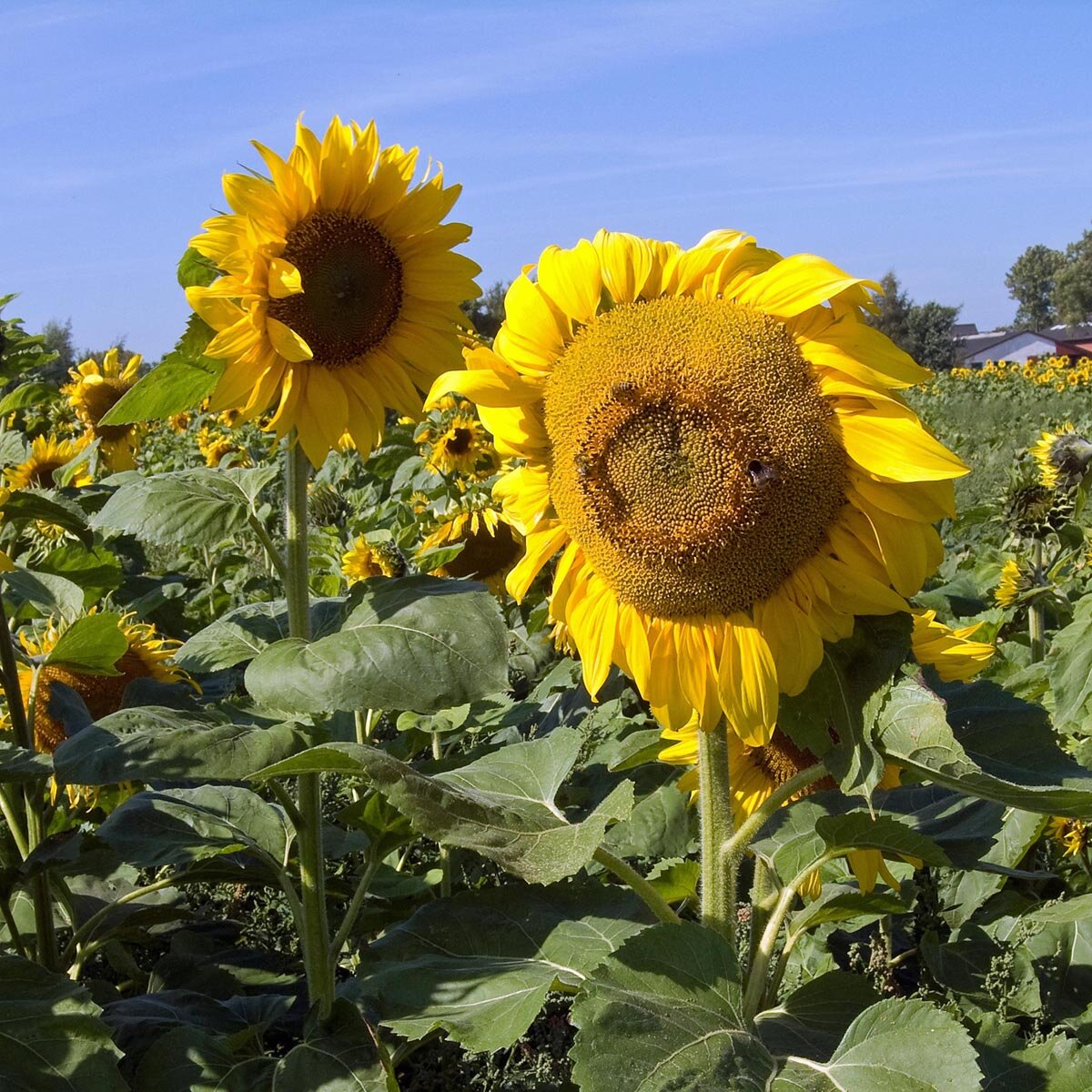 Girasol (Helianthus annuus)