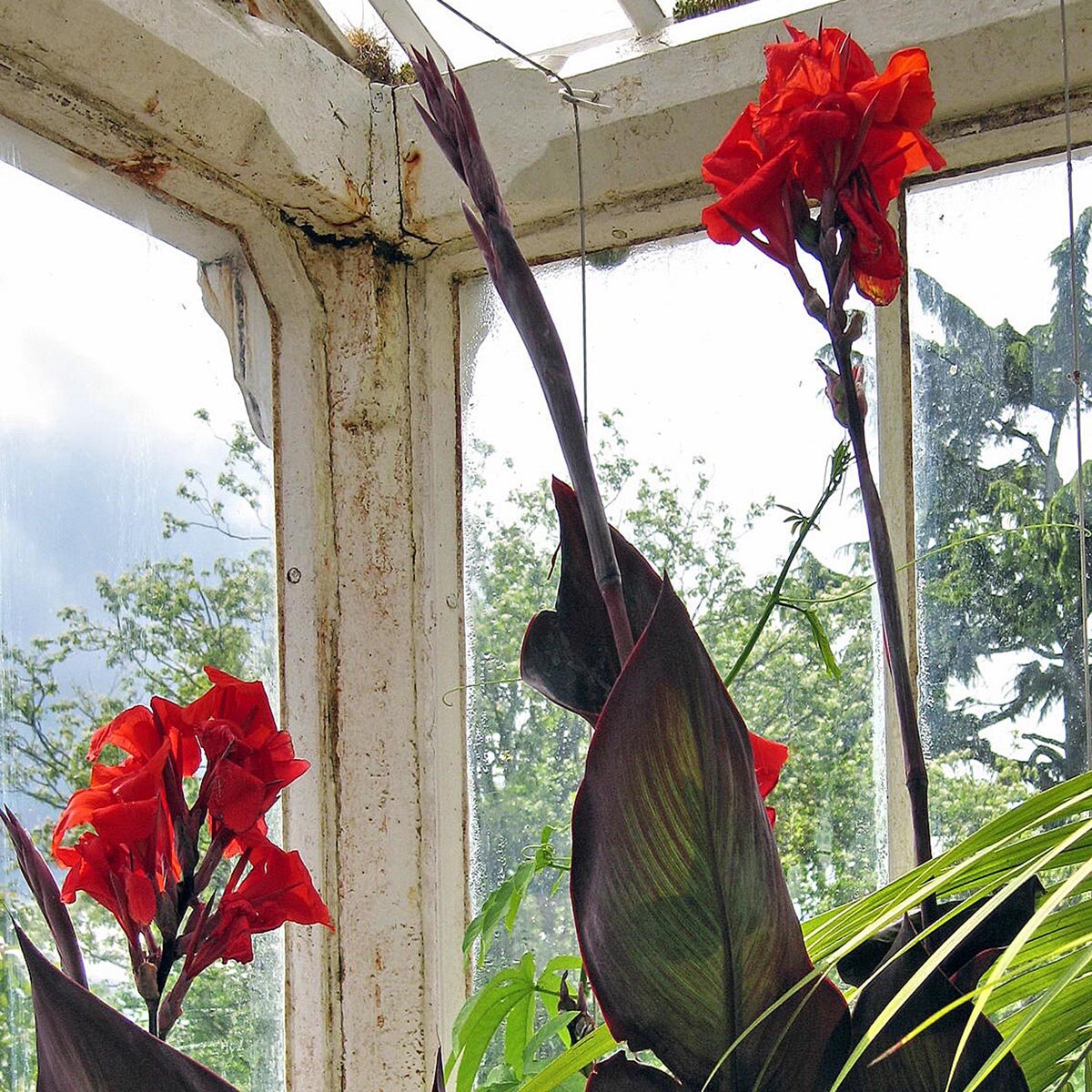 Achira / Caña de Indias (Canna indica) semillas
