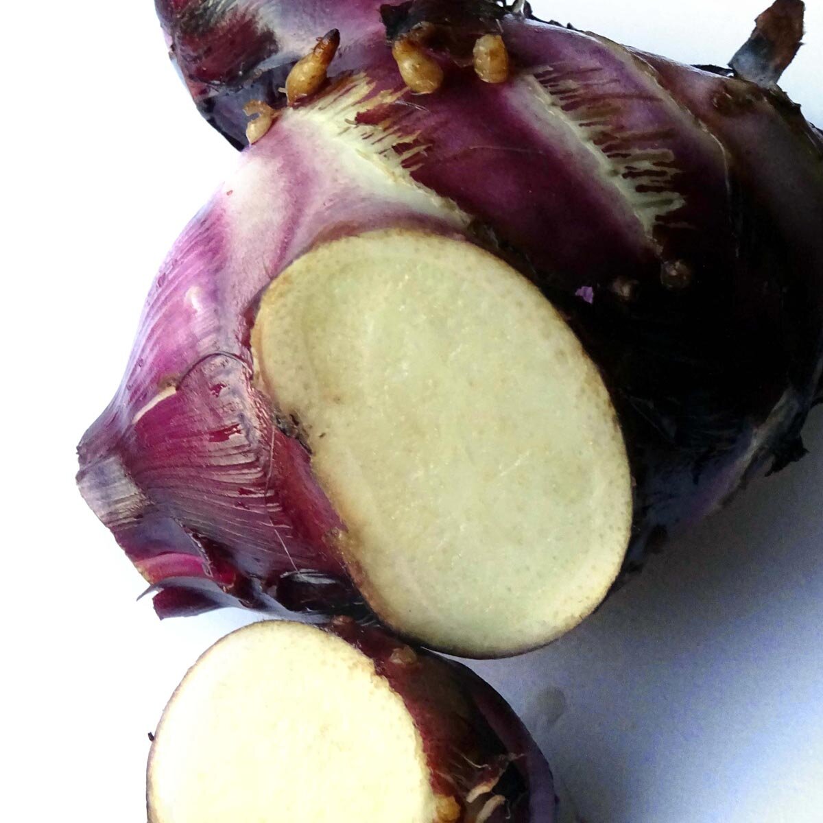 Achira / Caña de Indias (Canna indica) semillas