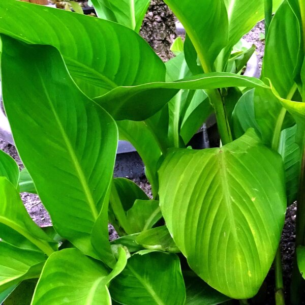 Achira / Caña de Indias (Canna indica) semillas