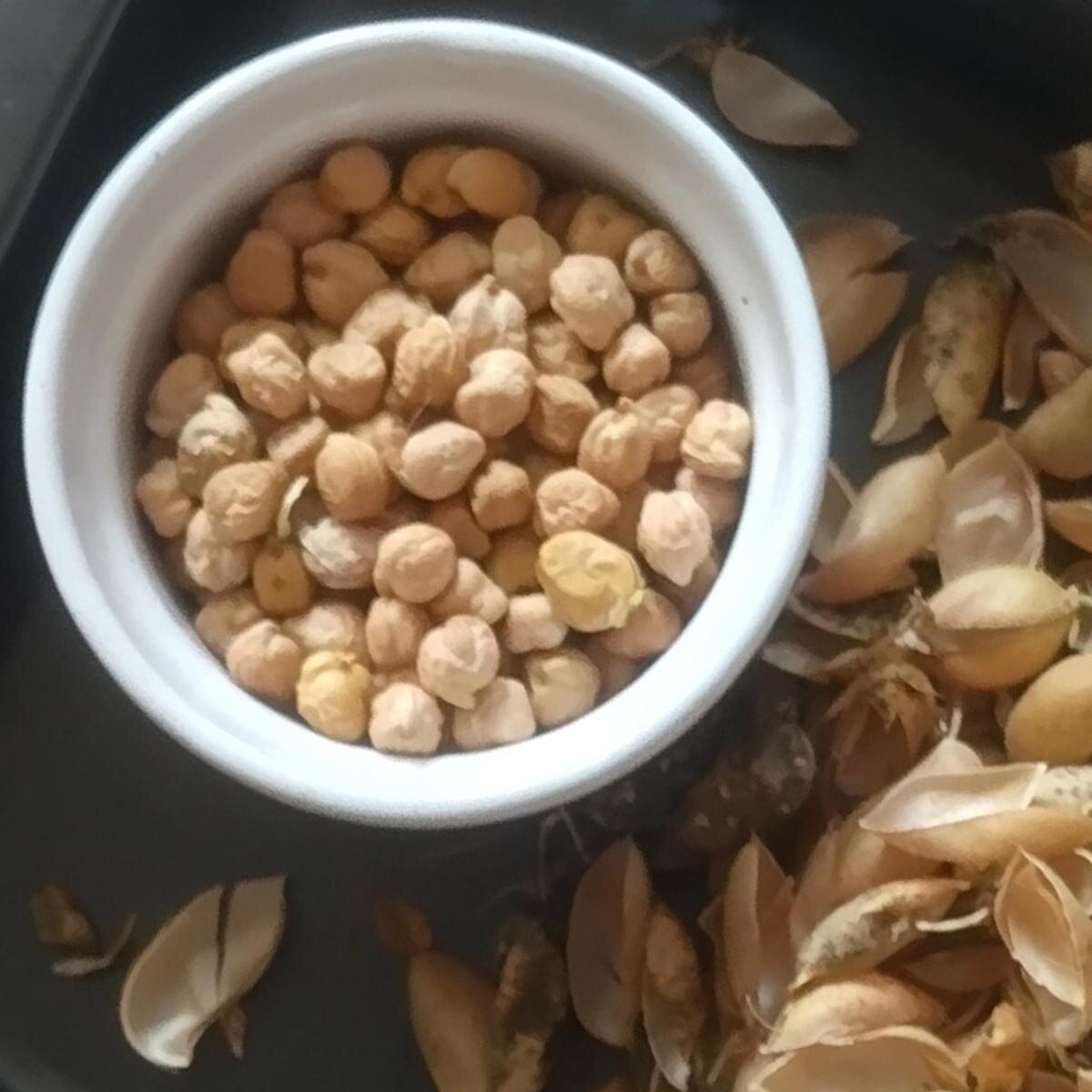 Garbanzo (Cicer arietinum) semillas