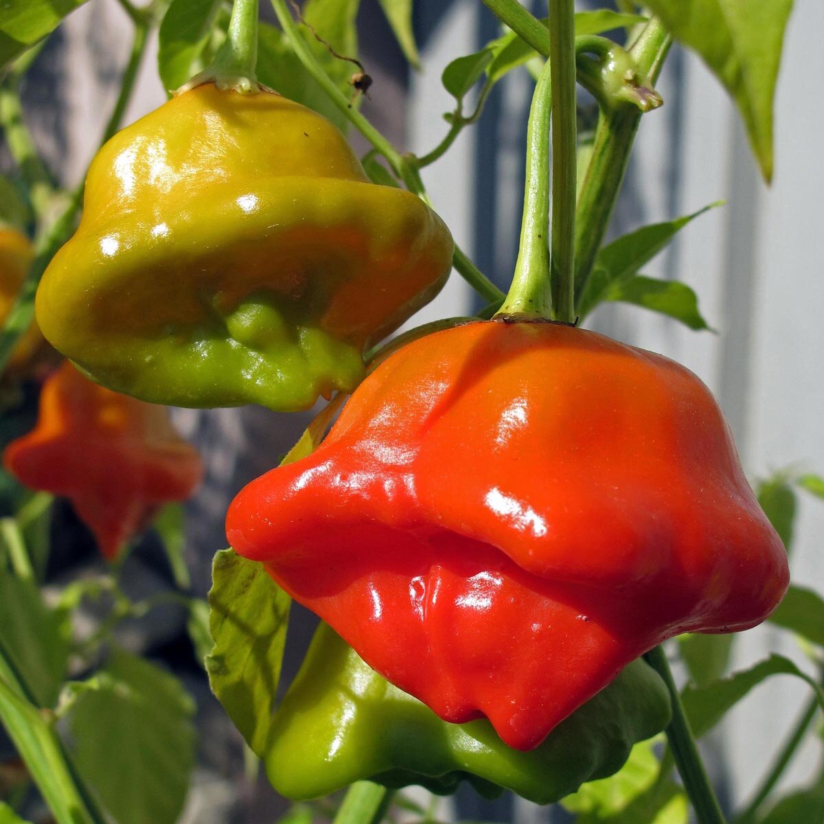 Chile campanilla jamaicano suave 'Jamaican Bell' (Capsicum baccatum ...