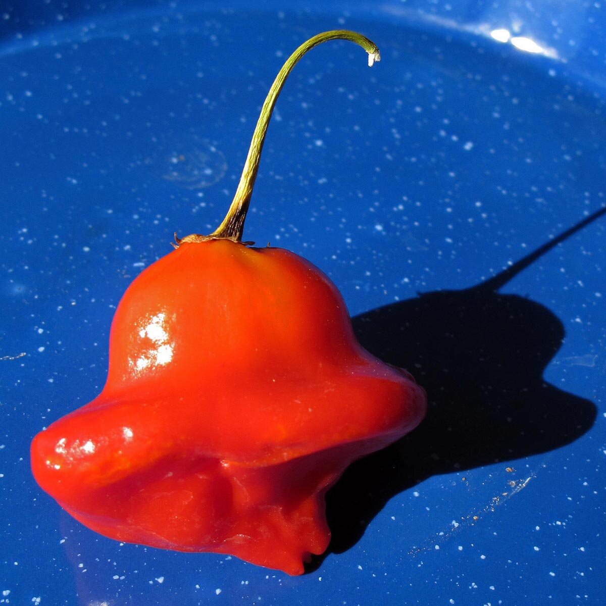 Chile campanilla jamaicano suave 'Jamaican Bell' (Capsicum baccatum ...