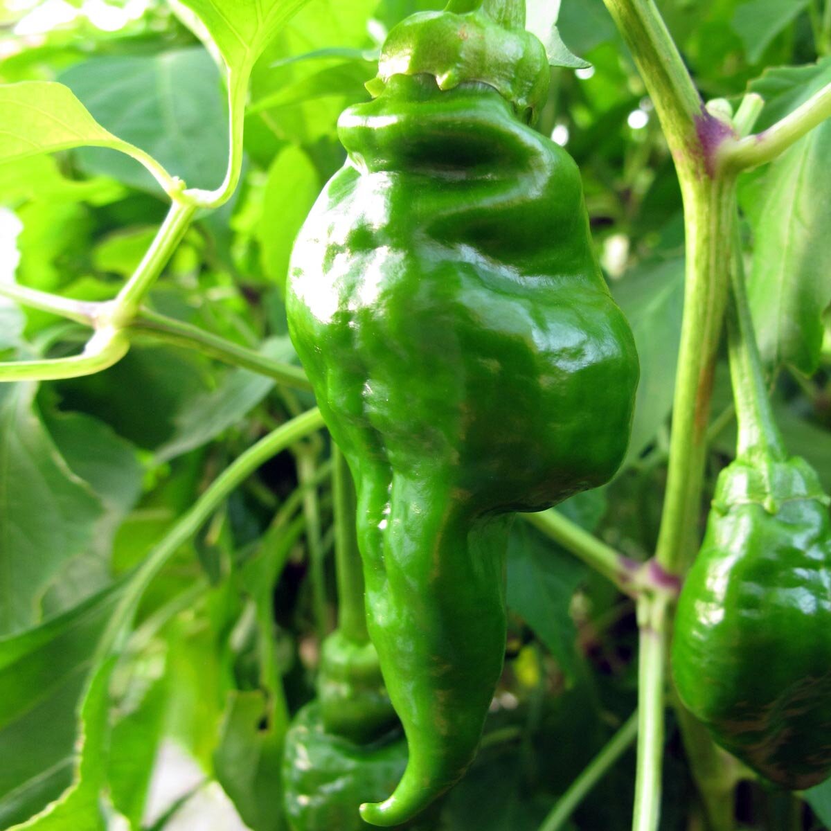 Chile 'Monkeyface' (Capsicum chinense) semillas