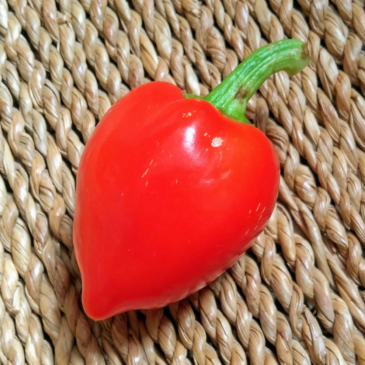 Ají andino rojo 'Inca Red Drop' (Capsicum baccatum) - aprox. 10 semillas