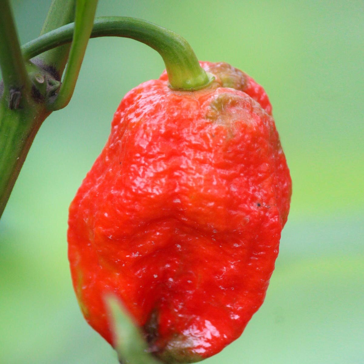 Chile Picoso 'Trinidad Scorpion Red' (Capsicum chinense) semillas