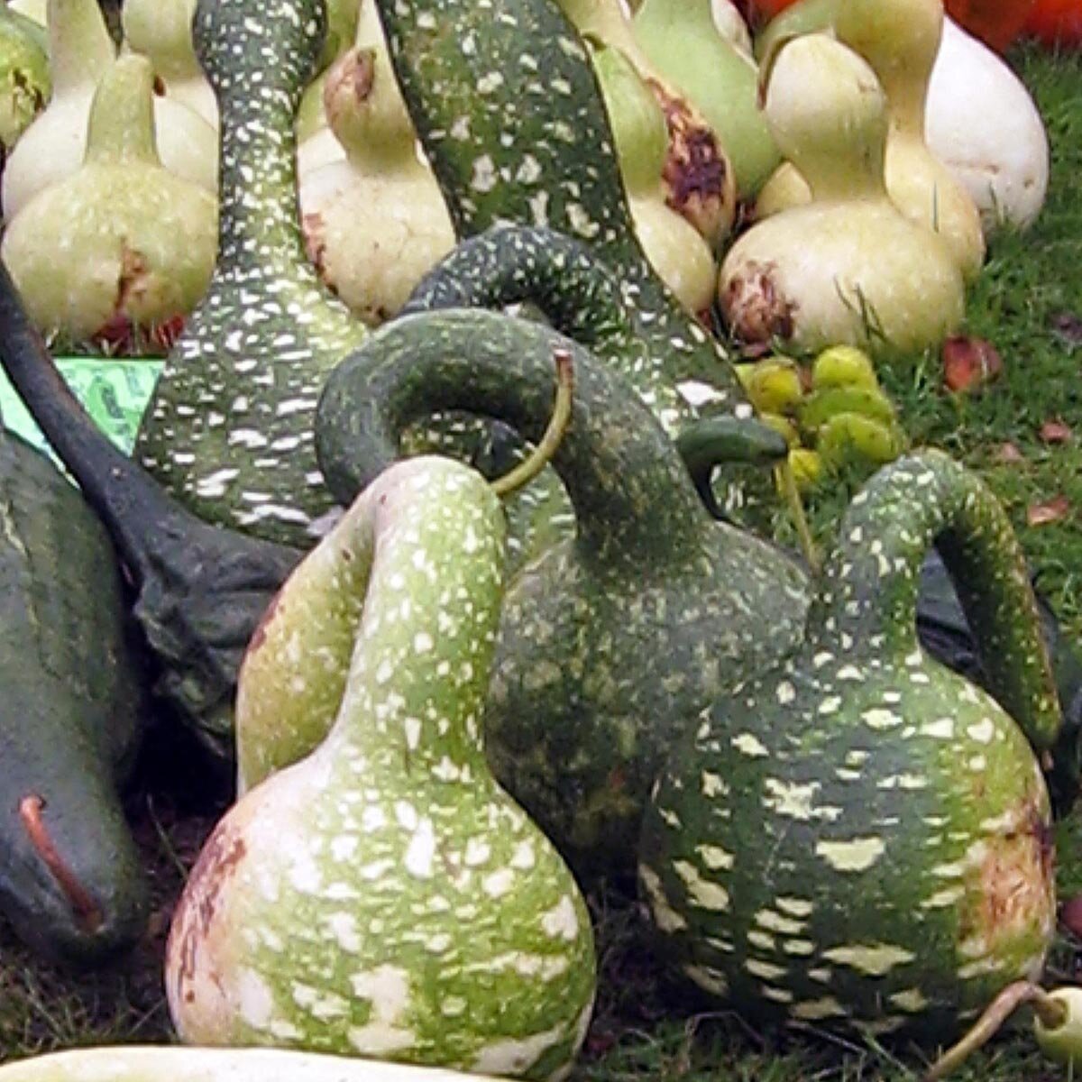 Porongo / calabaza del peregrino 'Dipper' (Lagenaria siceraria) semillas