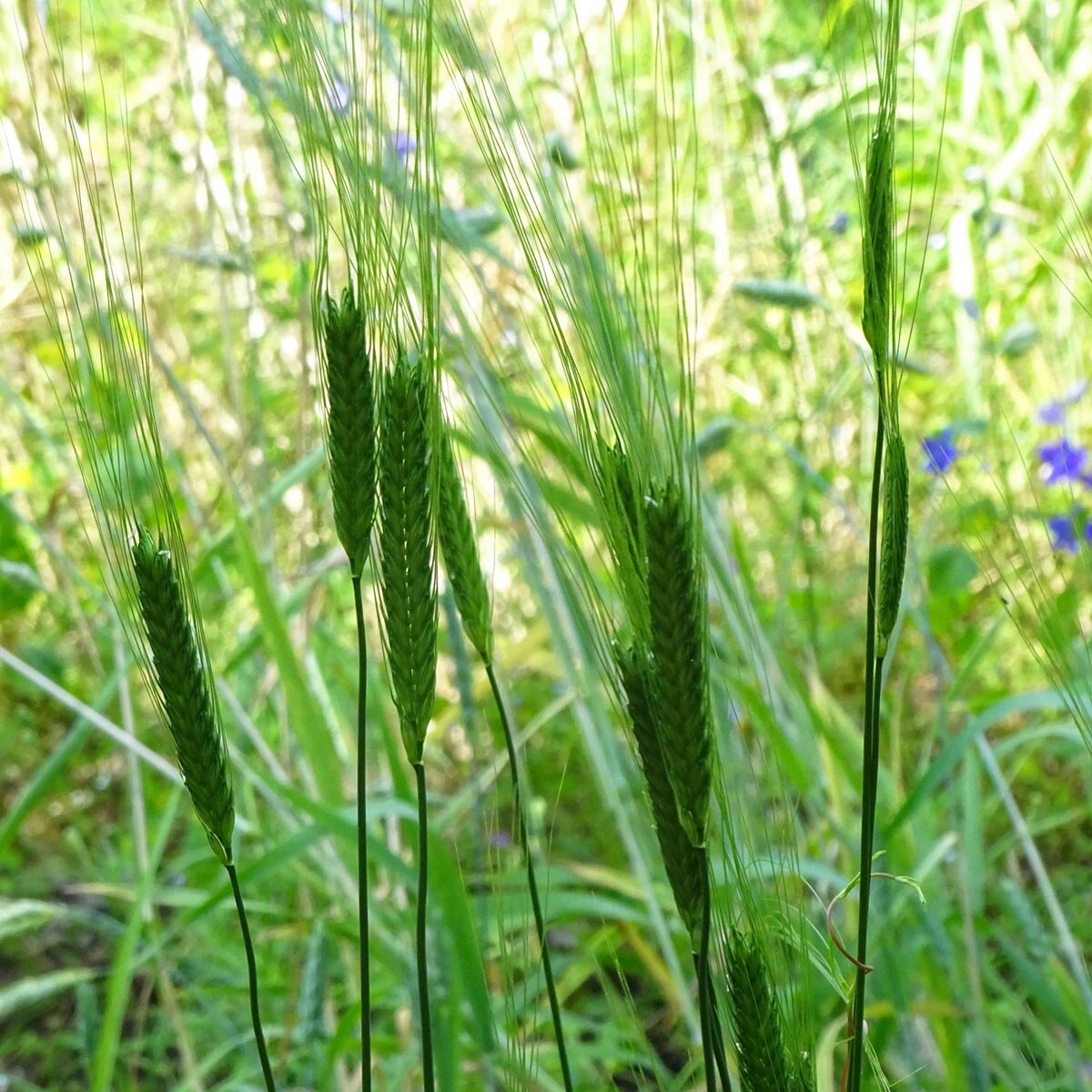 Trigo escaña cultivada (Triticum monococcum) semillas