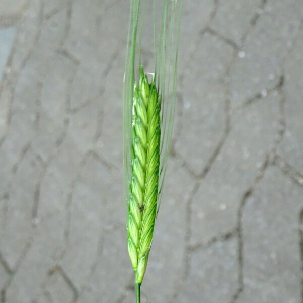 Trigo escaña cultivada (Triticum monococcum) semillas