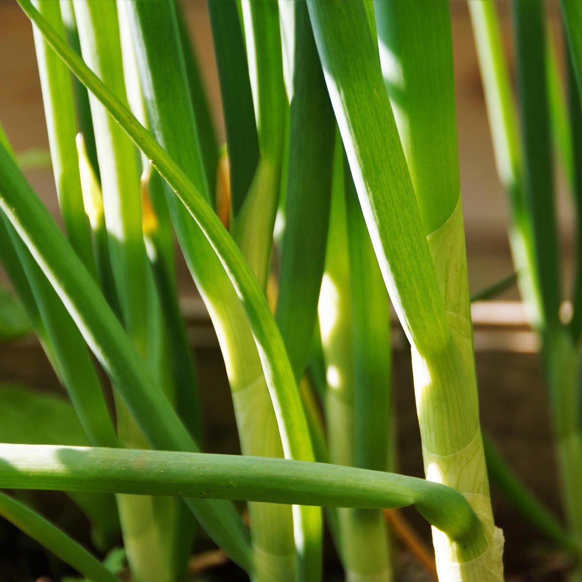Cebolleta 'Ishikura' (Allium fistulosum) - aprox. 500 semillas