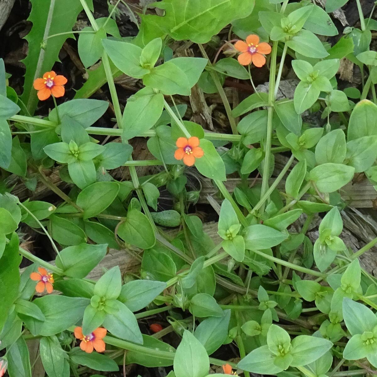 Pimpinela escarlata (Anagallis arvensis) - aprox. 500 semillas