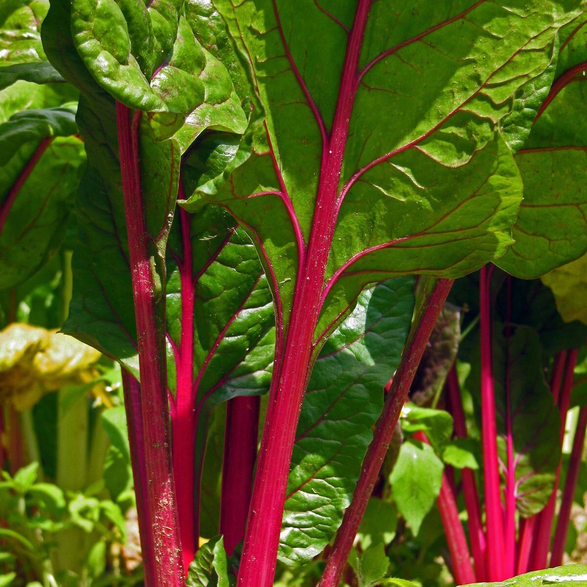 Acelga roja 'Vulkan' (Beta vulgaris var. cicla) - aprox. 80 semillas