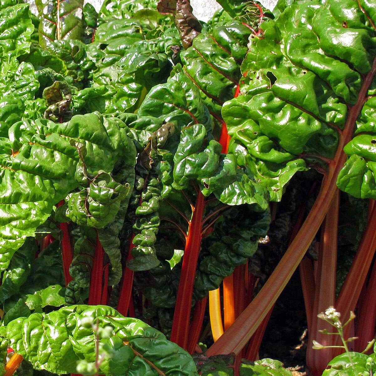 Acelga roja 'Vulkan' (Beta vulgaris var. cicla) - aprox. 80 semillas