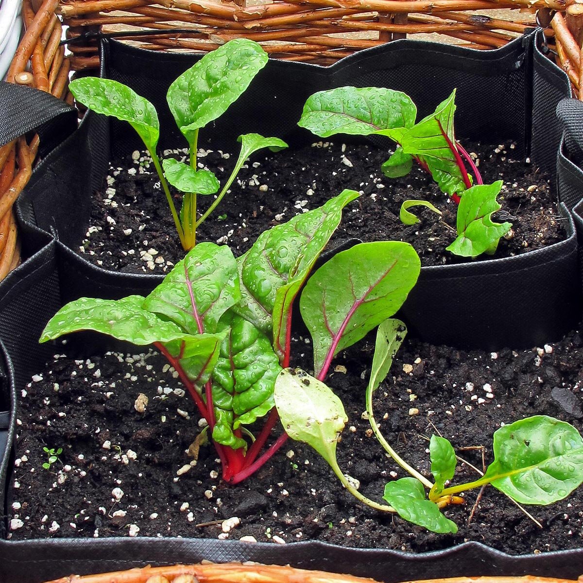 Acelga roja 'Vulkan' (Beta vulgaris var. cicla) - aprox. 80 semillas