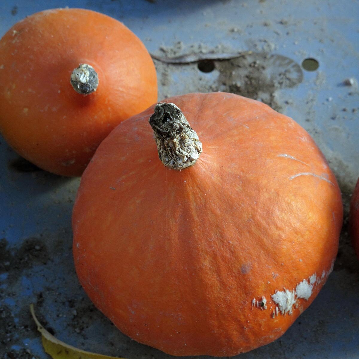 Calabaza Hokkaido / potimarrón 'Red Kuri' (Cucurbita maxima) orgánico ...